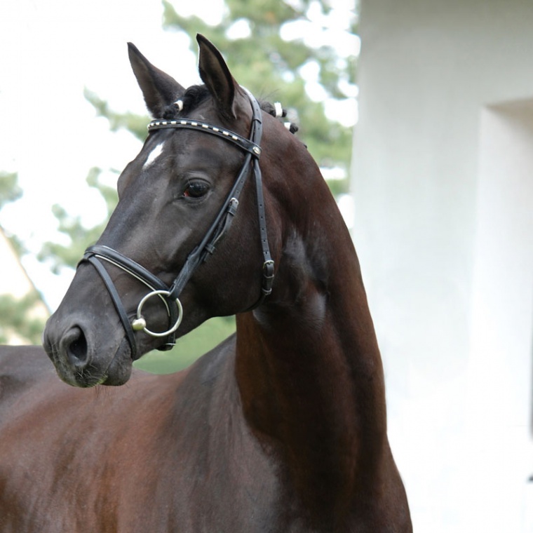 Tarison – Gestüt Hörstein