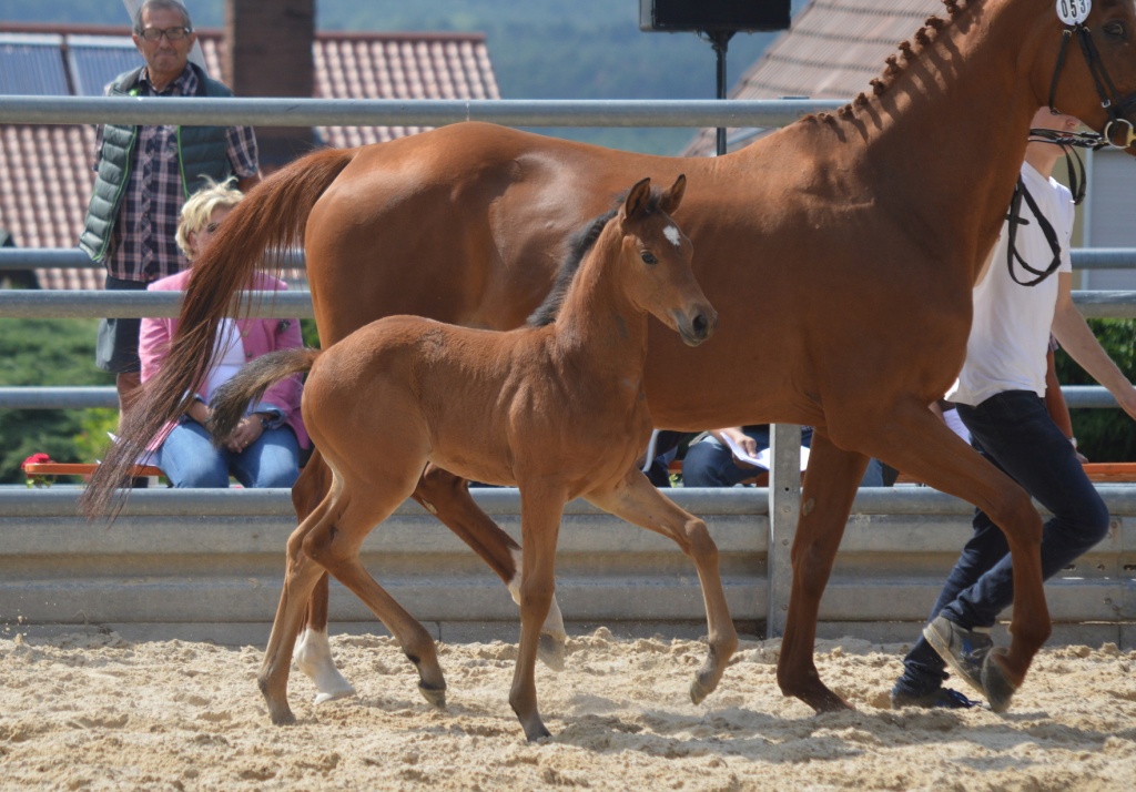 Tarison_Lowelas_53_Fohlen_AB – Gestüt Hörstein
