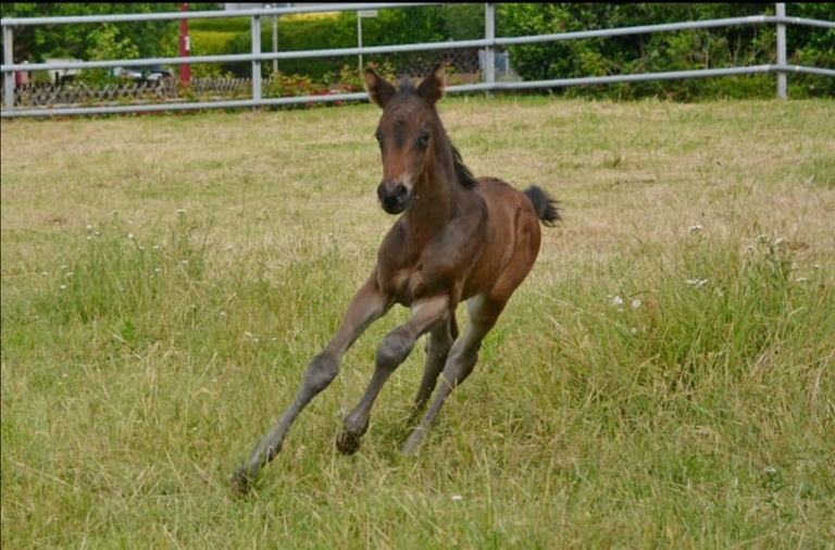 Hf Tarison-Couracius – Gestüt Hörstein