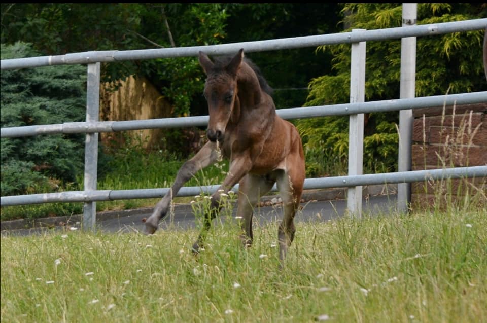 Hf Tarison-Couracius – Gestüt Hörstein
