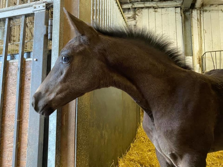 Sf Octavian-Redecker – Gestüt Hörstein