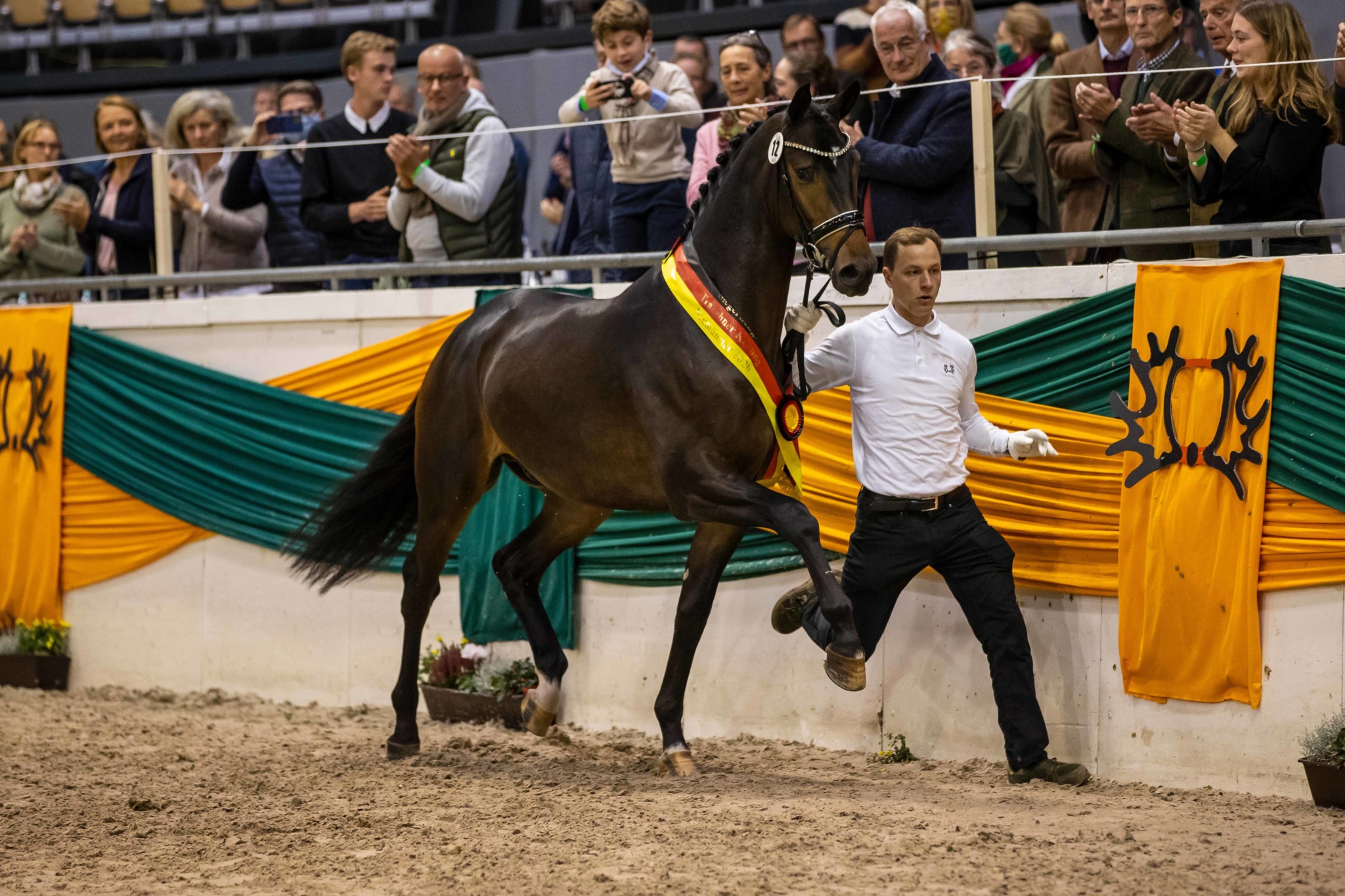 Der Trakehner Siegerhengst führt Hörsteiner Blut – Gestüt Hörstein